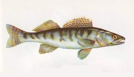 Smuđ (Stizostedion Lucioperca) – Bistro Bosno i Hercegovino!