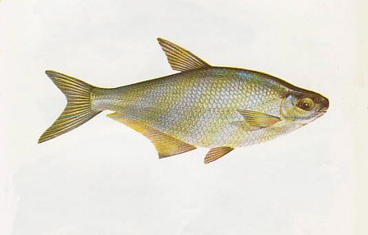 Deverika i Crnooka deverika ( Abramis Brama danubii / Abramis sapa ...