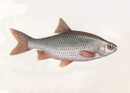 Crvenookica (Rutilus Rutilus) – Bistro Bosno i Hercegovino!