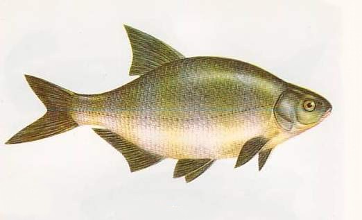 Deverika i Crnooka deverika ( Abramis Brama danubii / Abramis sapa ...