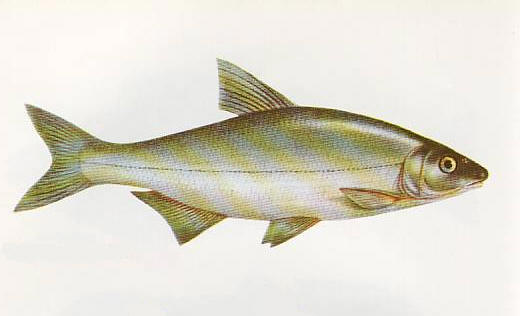 Gubičasta deverika (Vimba Vimba Carinata) – Bistro Bosno i Hercegovino!