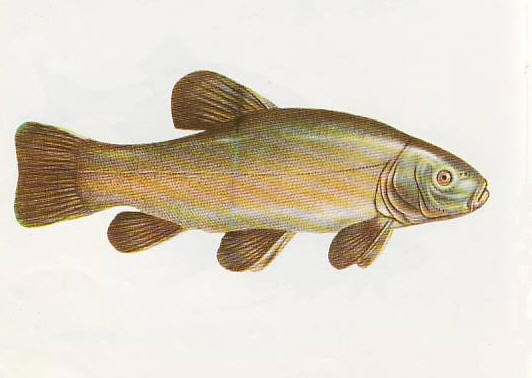 Linjak (Tinca tinca) – Bistro Bosno i Hercegovino!