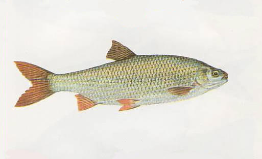 Plotica (Rutilus pigus virgo) – Bistro Bosno i Hercegovino!