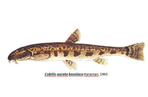 Bosanski vijun (Cobitis aurata bosniaca) – Bistro Bosno i Hercegovino!