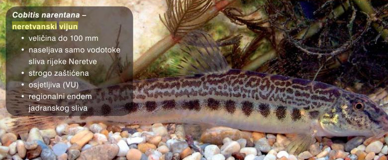Neretvanski vijun (Cobitls narentana) – Bistro Bosno i Hercegovino!
